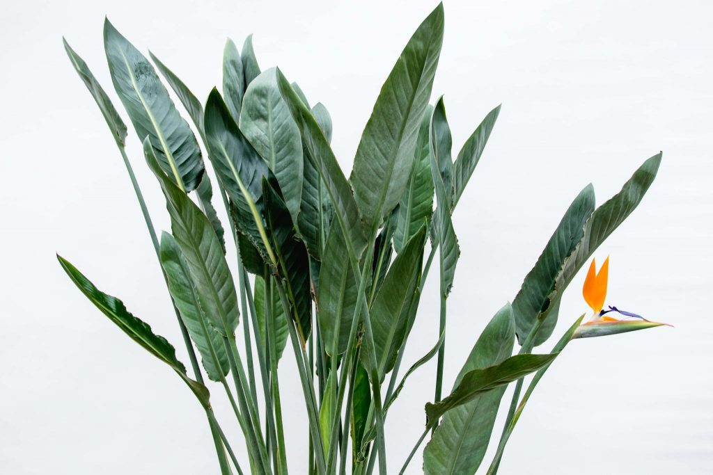 Xxl Plants Strelitzia Reginae - 160 cm, Ø35 cm - OraGarden.de
